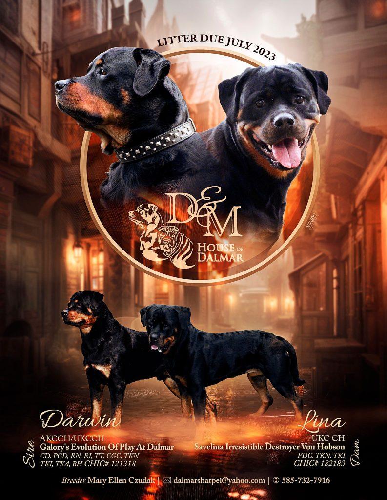 Litters – House Of Dalmar